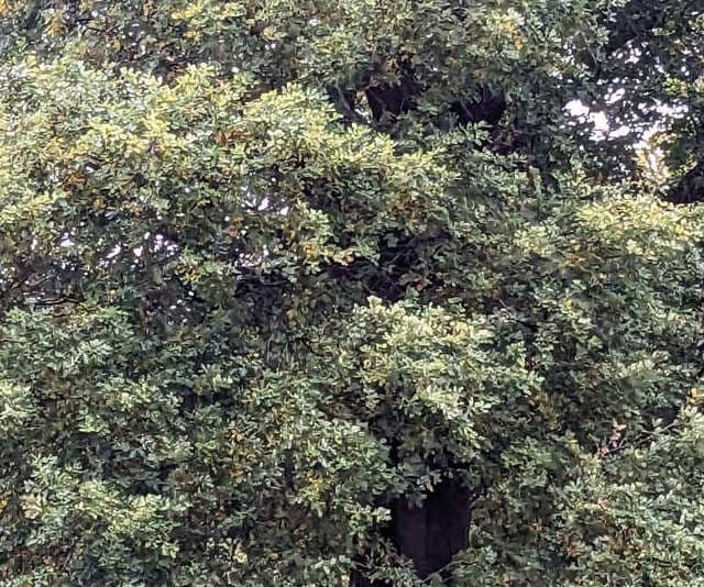 The Oak Tree and My Autism Journey: A Tale of Endurance, Strength ...