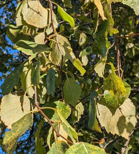 Guess the tree - Challenge 4 - Stephen's Evolution