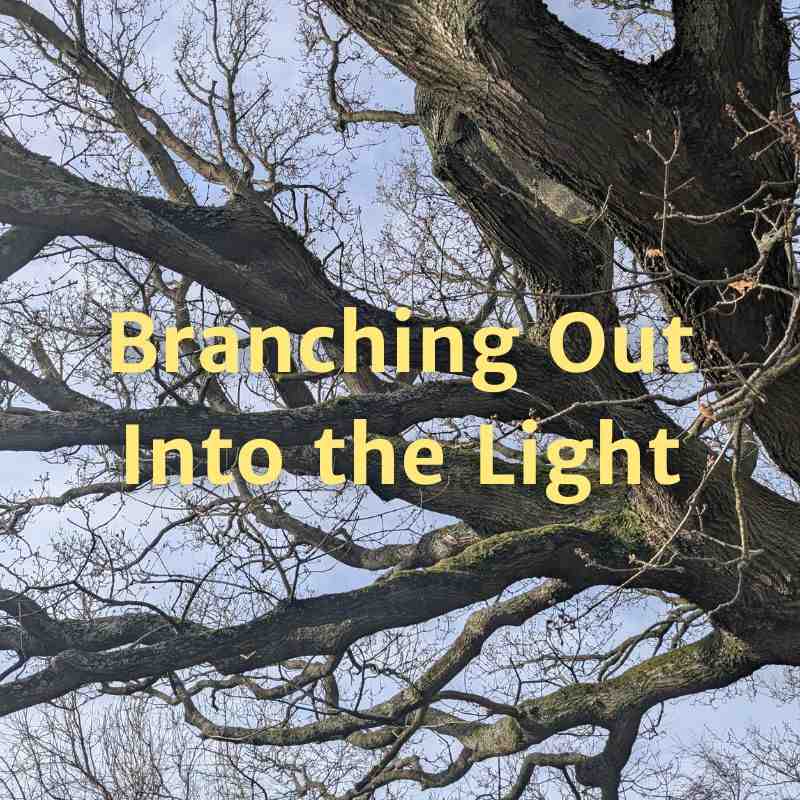 Branching Out: Embrace Your Tree of Wisdom - Stephen's Evolution